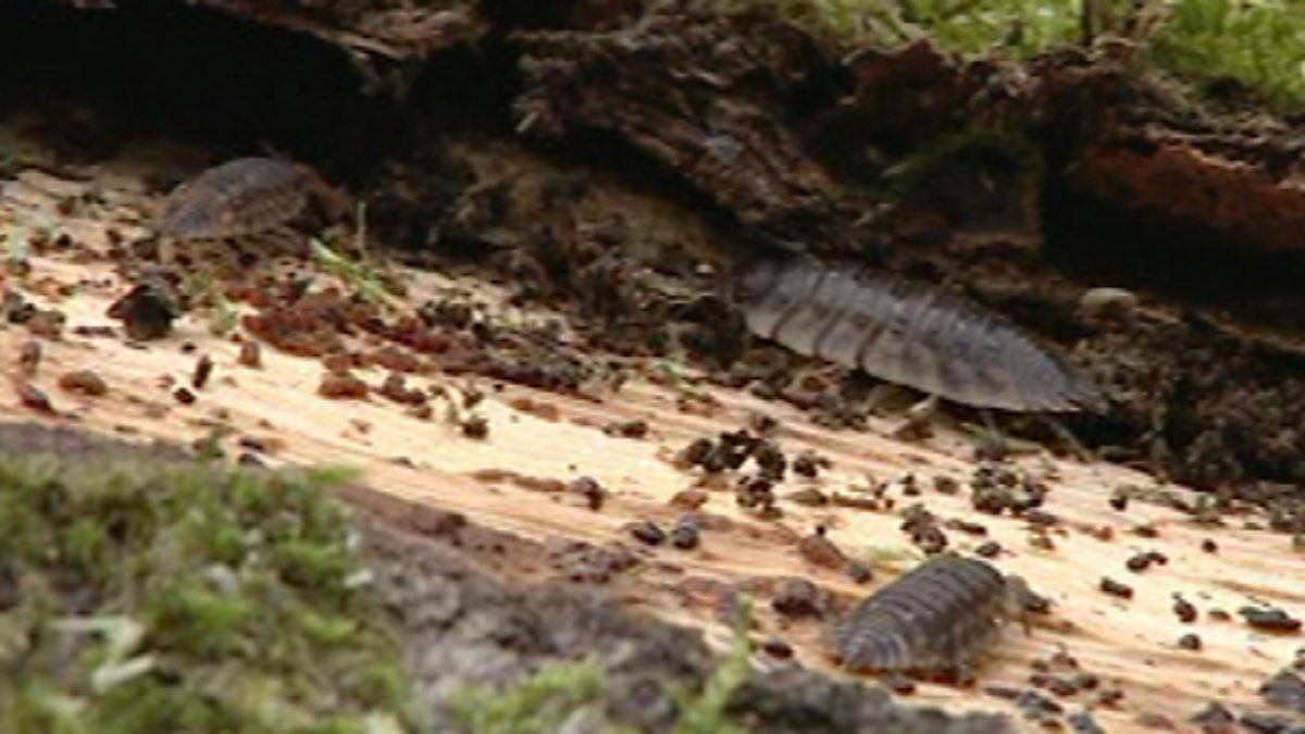 CBBC - What? Where? When? Why?, Trees - the dead tree, The insects ...