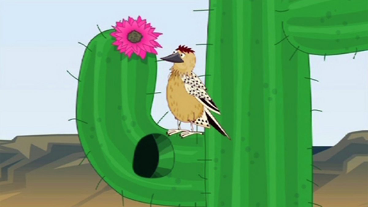 CBBC - Just So Darwin, Episode 3, Which plants can store water in the ...
