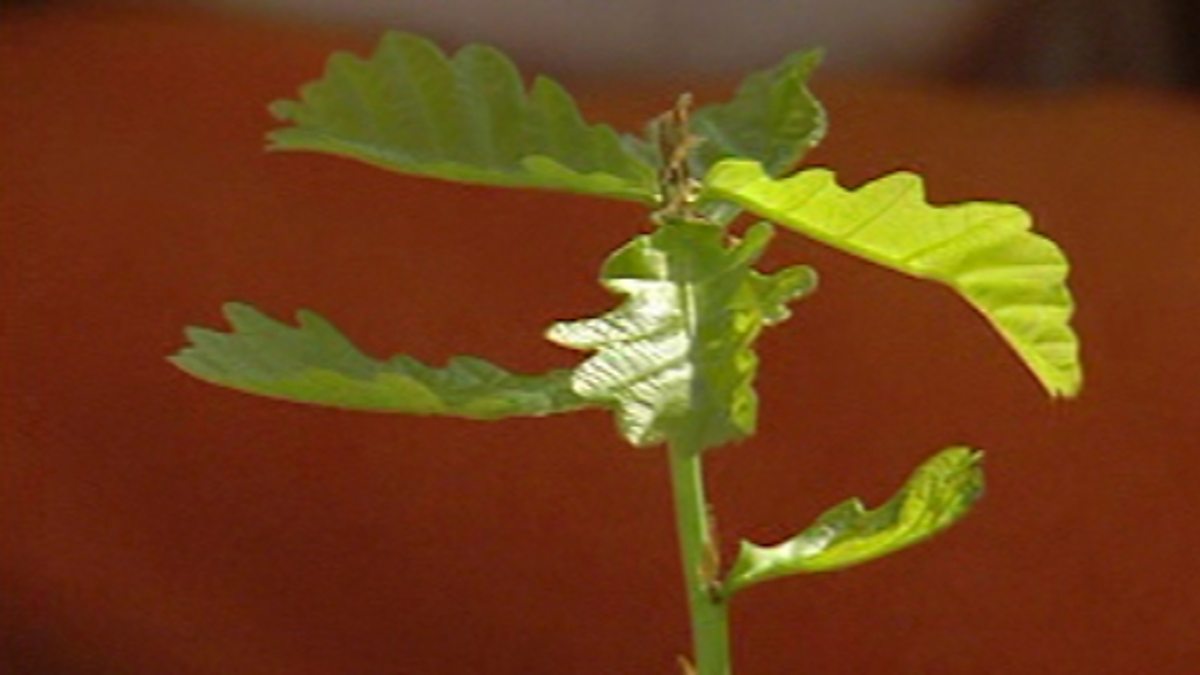 CBBC - What? Where? When? Why?, Trees - the dead tree, What lives on a ...