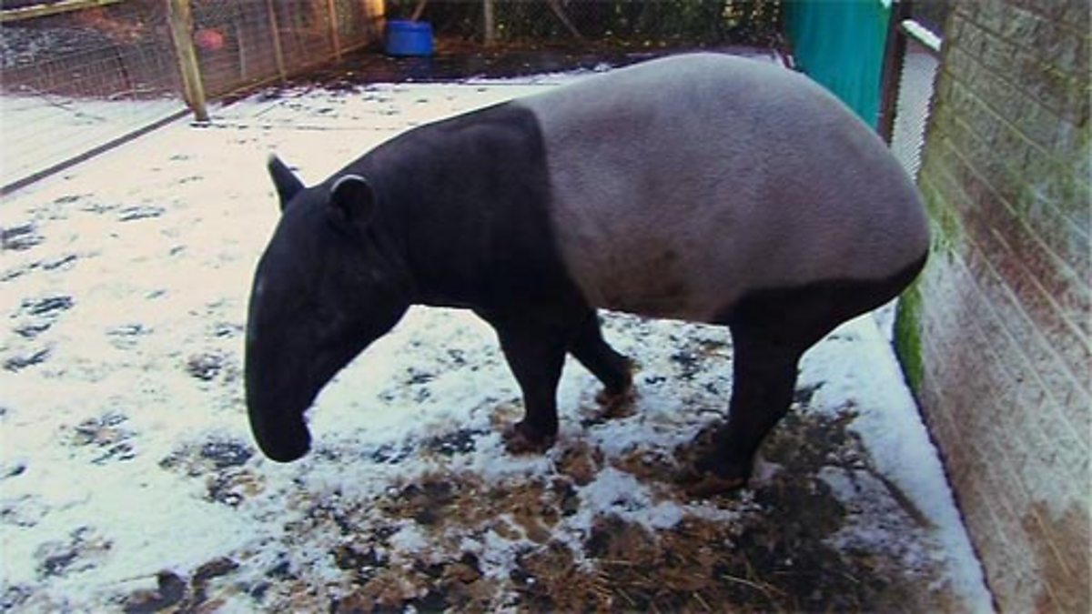 BBC Two - Non-Fiction Writing, Recount, Report, Instruction, Debate ...