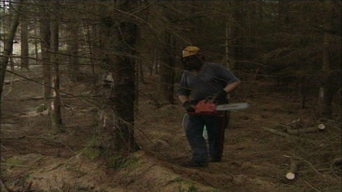 BBC Two - Primary Focus Geography - Forestry, Harvesting wood from the ...