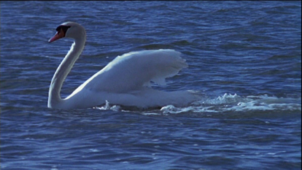 CBeebies - Our Planet, Waterbirds and Textures, Habitats - birds that ...