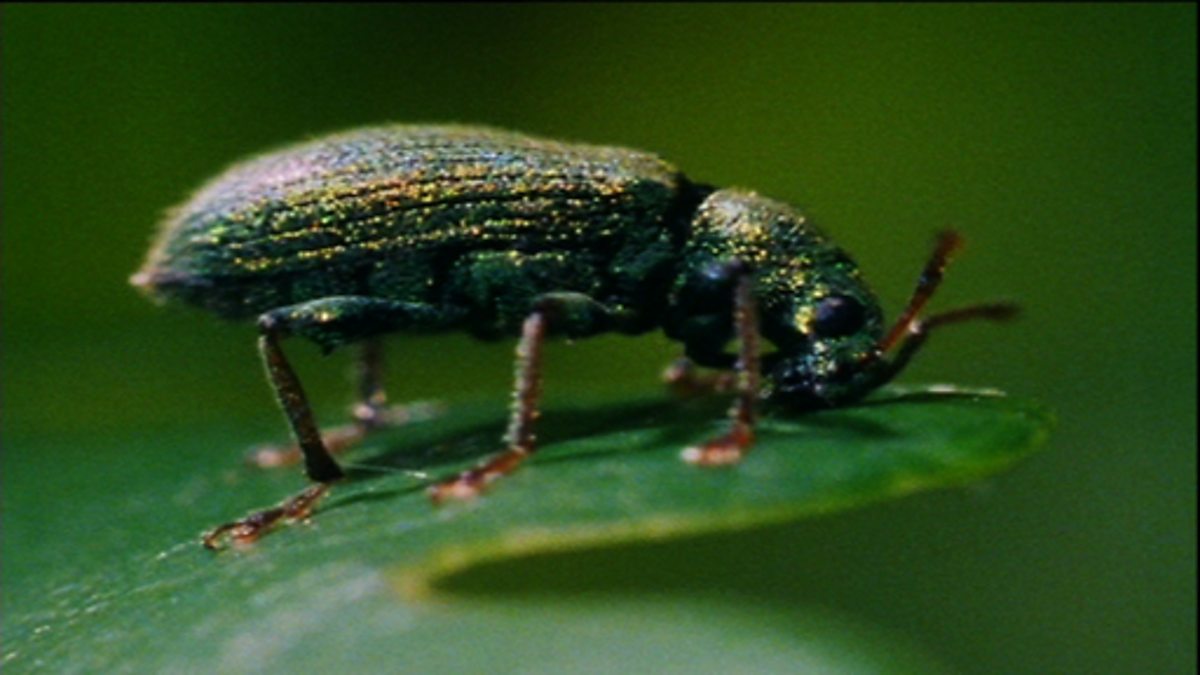 CBeebies - Our Planet, Hunters and Animals in Trees, Living in the forest