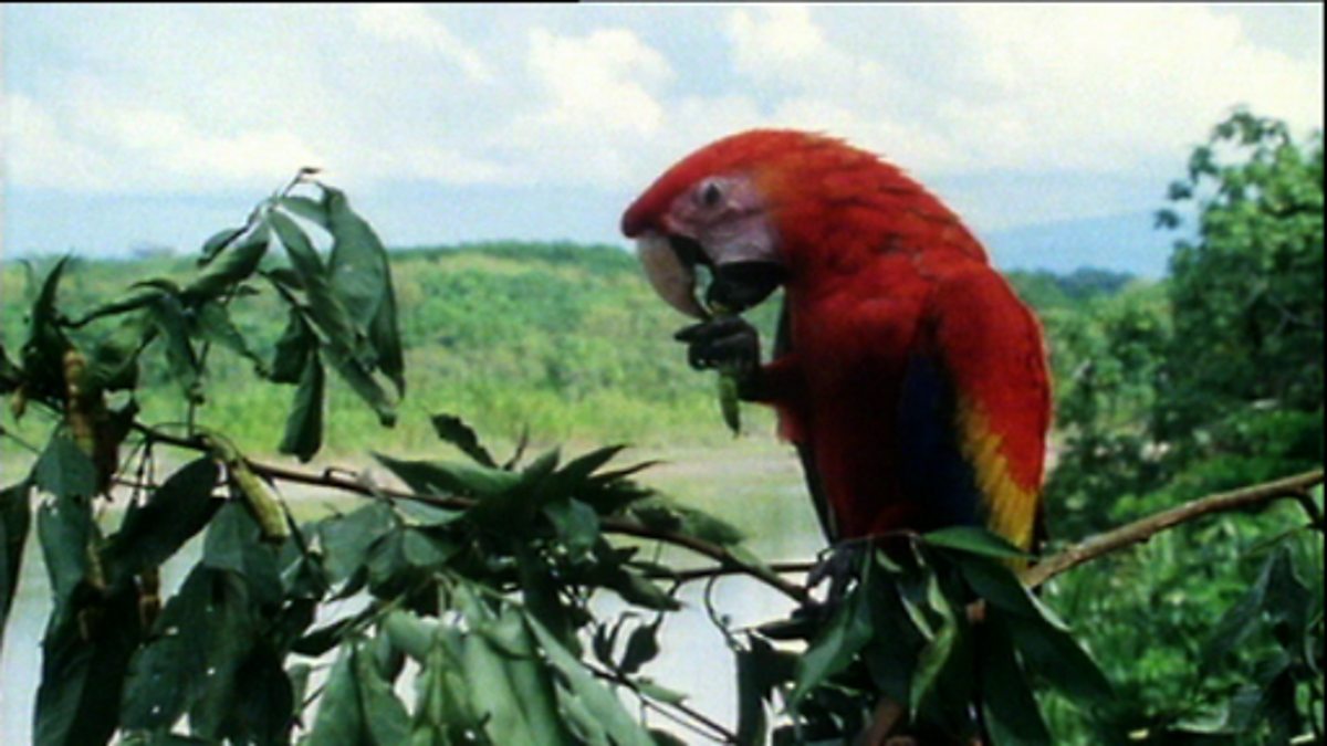 CBeebies - Our Planet, Animal Feet and Night-Time Animals, Different ...