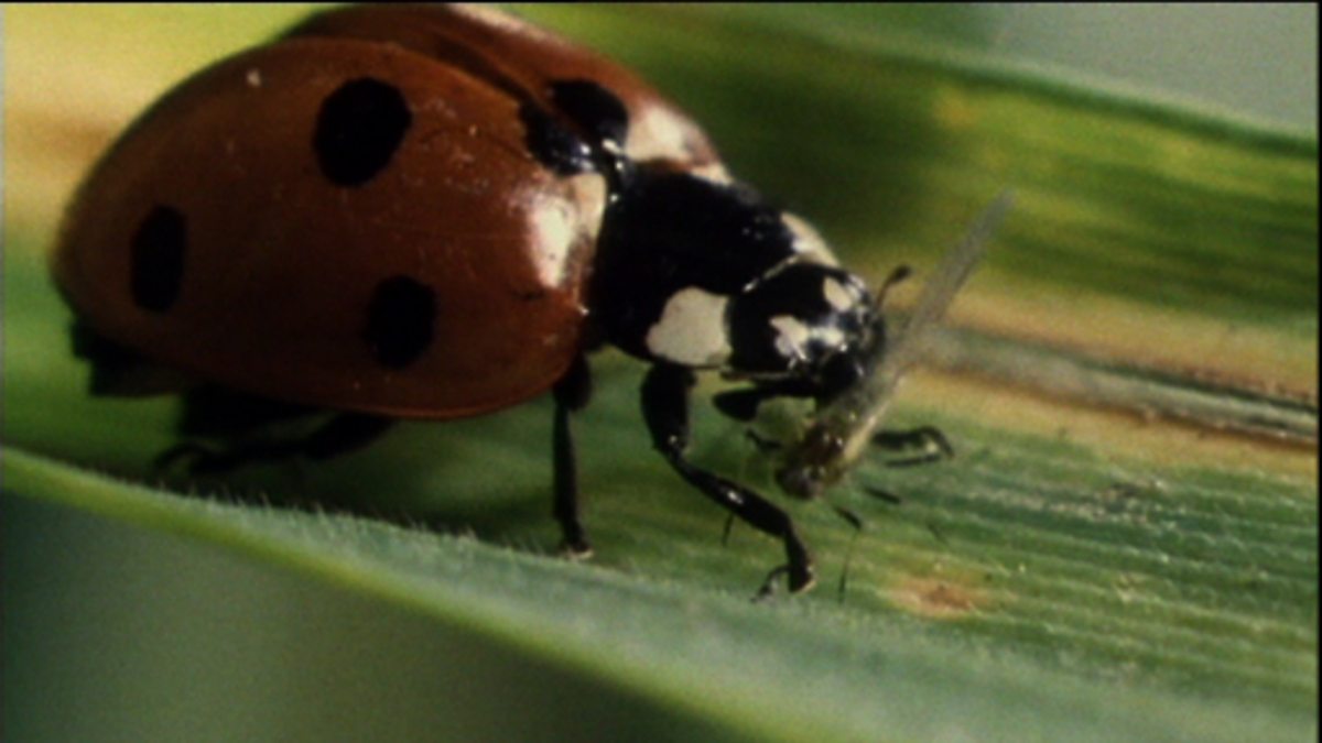 CBeebies - Our Planet, Animal Homes and Beetles, Different types of beetles