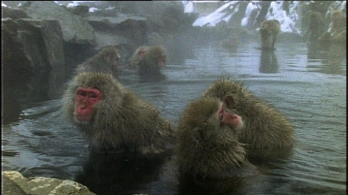 CBeebies - Our Planet, Monkeys and Birds Flying, Different types of ...