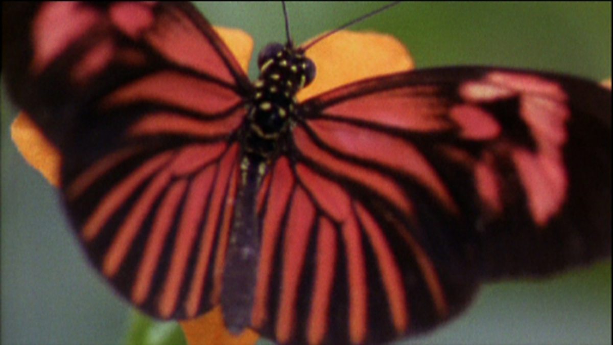 CBeebies - Our Planet, Monkeys and Birds Flying, How birds use their wings