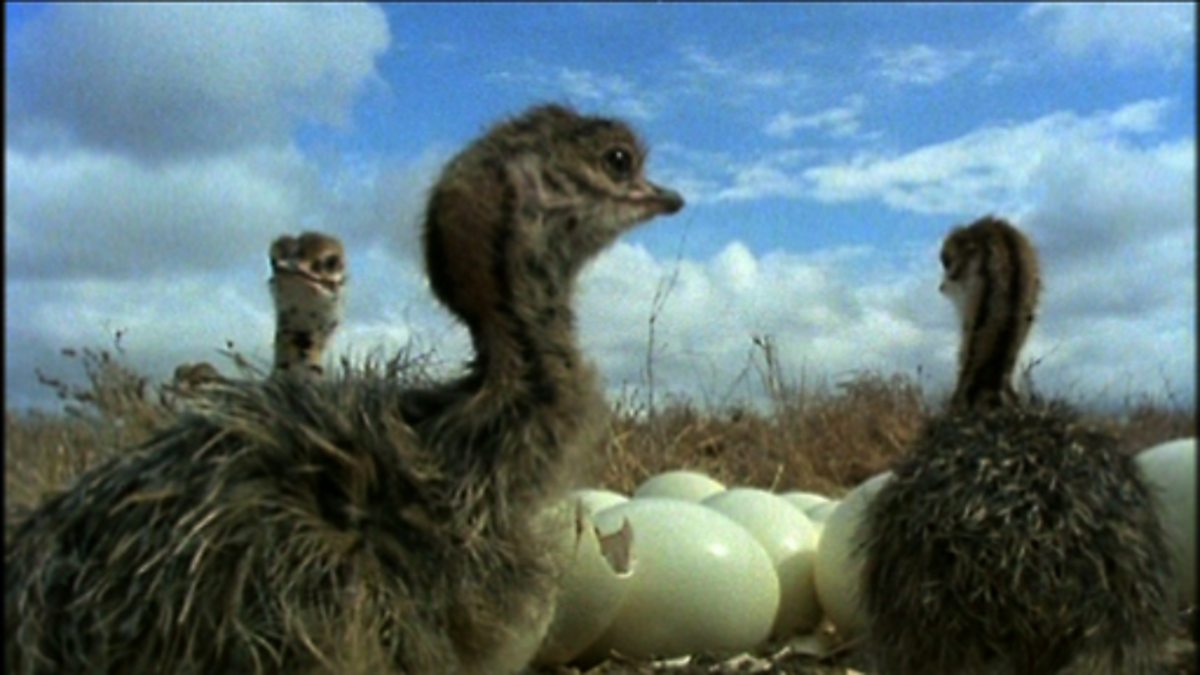 CBeebies - Our Planet, Animals Learning and the Sounds of the ...