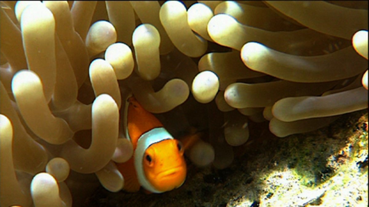 CBeebies - Our Planet, Fish and Weather, Animals found living in and ...