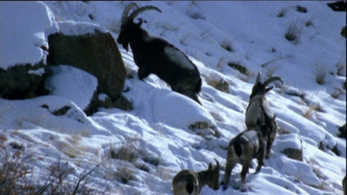 CBeebies - Our Planet, Dolphins and Mountains, Animals that live on ...