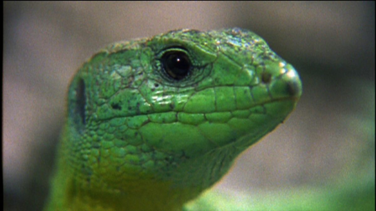 CBeebies - Our Planet, Eggs and Green, Green plants and animals in the ...