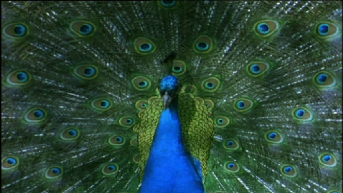 CBeebies - Our Planet, Elephants and Bird Plumage, Birds with colourful ...