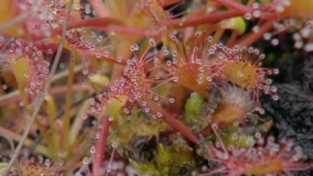 BBC One - Blueprint, Plants and Animals, What can we learn from a bog?