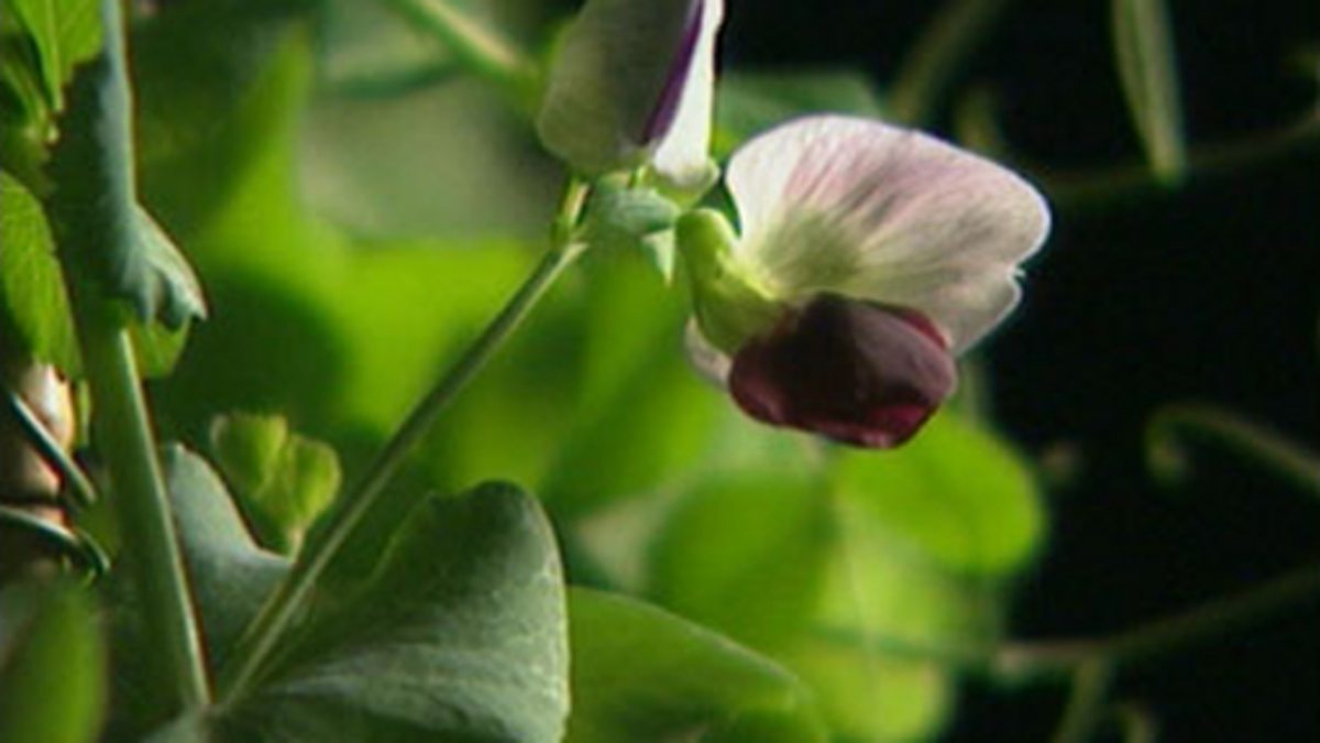 BBC Two - Bitesize: Biology, Dominant and recessive inheritance of genes