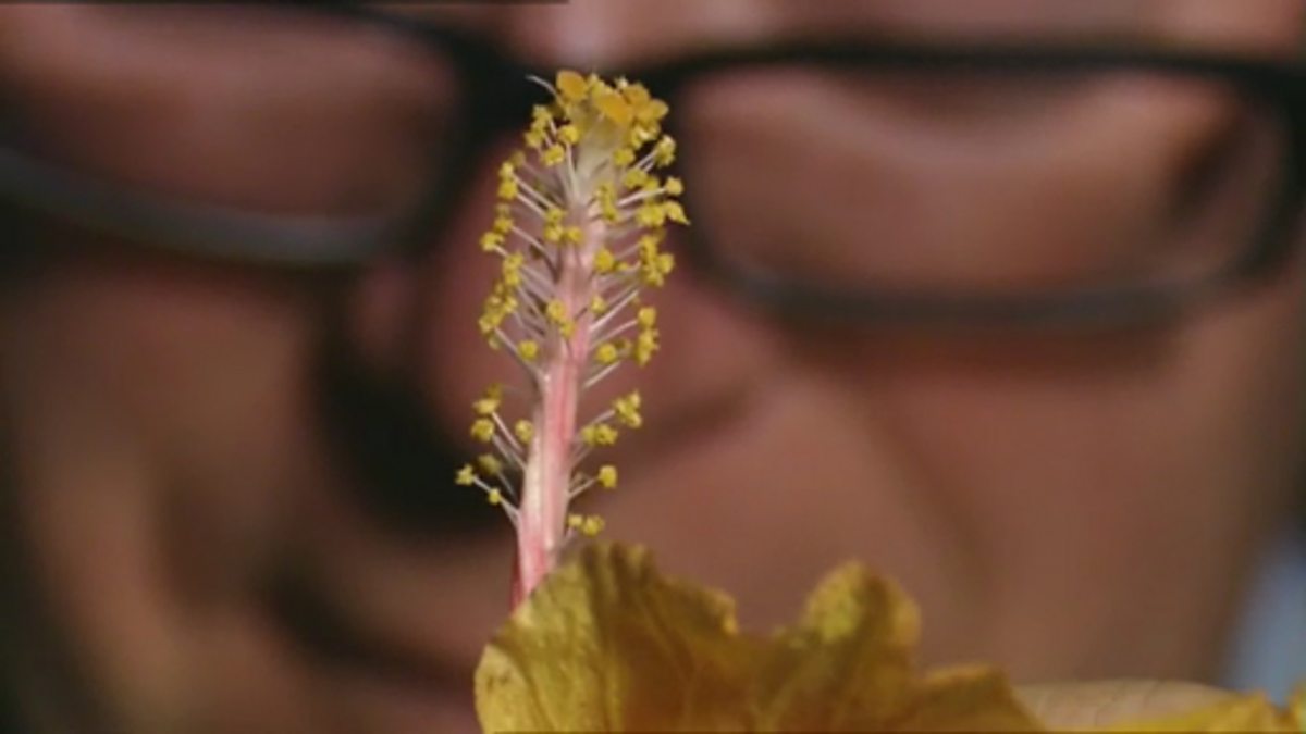 BBC Four - Botany: A Blooming History, A Confusion of Names, Linnaeus ...