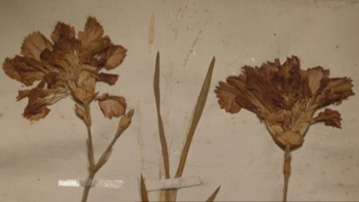 BBC Four - Botany: A Blooming History, A Confusion of Names, Thomas ...