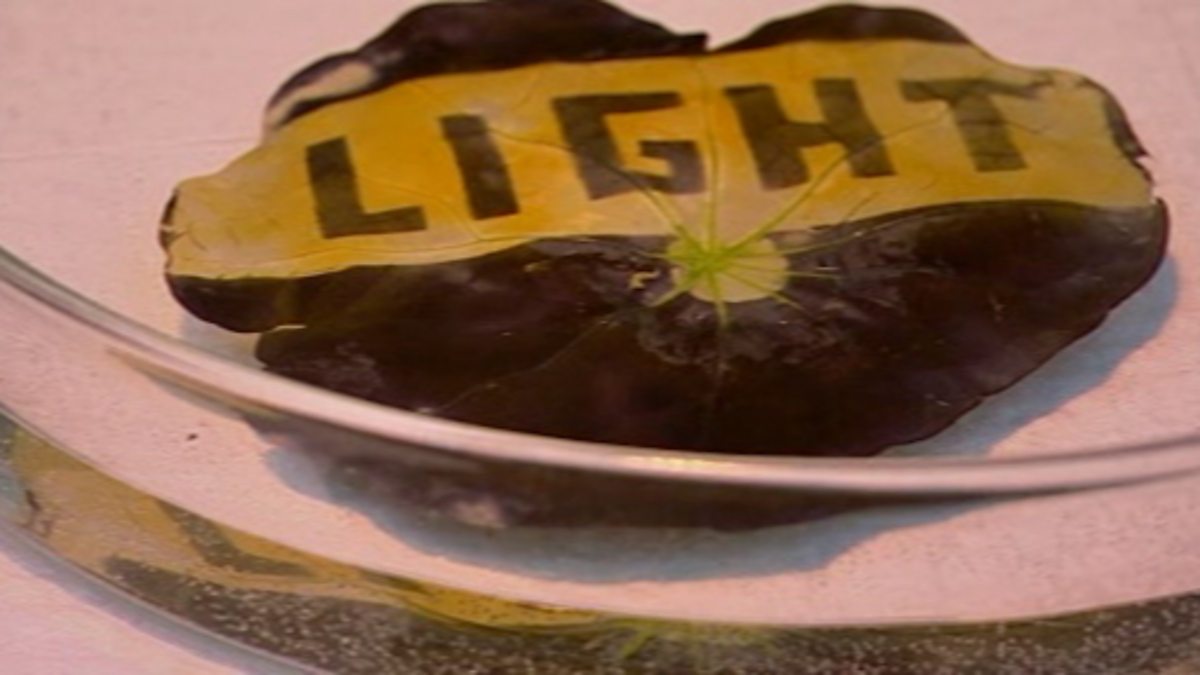 BBC Four - Botany: A Blooming History, Photosynthesis, Light and starch ...