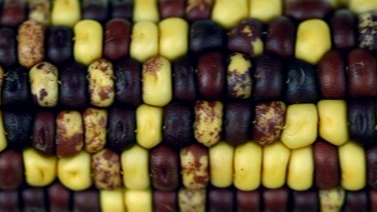 BBC Four - Botany: A Blooming History, Hidden World, The discovery of ...