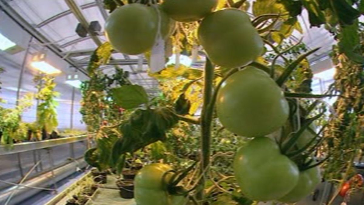 BBC Four - Botany: A Blooming History, Hidden World, The case for ...