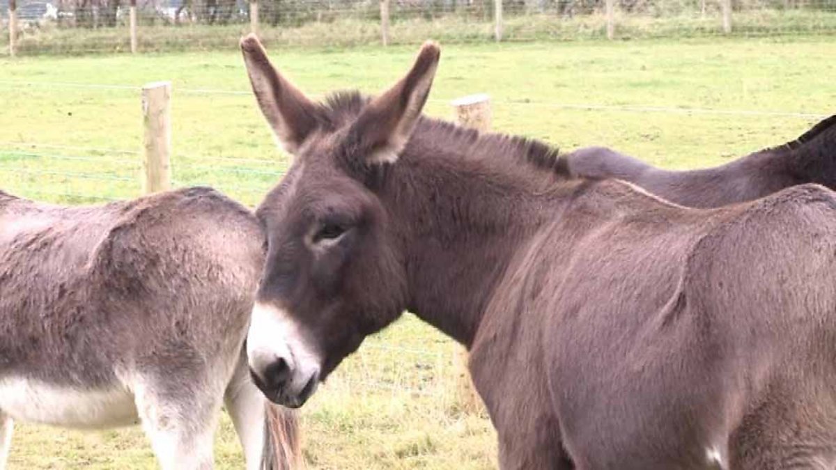 BBC - About the BBC Clips, Tina Symington, Principal of the Donkey ...