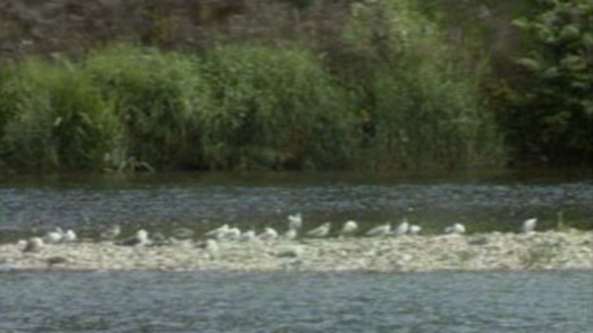 BBC Two - Bitesize: Geography, River Tay - lower course and estuary