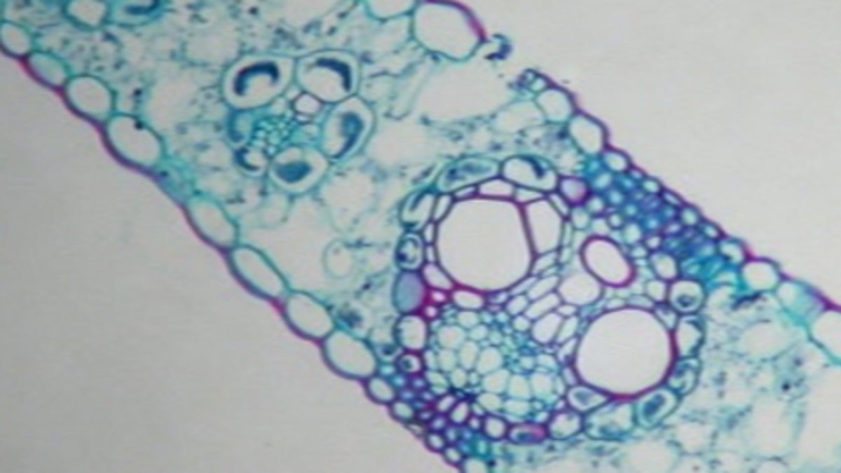 BBC Four - Botany: A Blooming History, Hidden World, The use of genetic ...