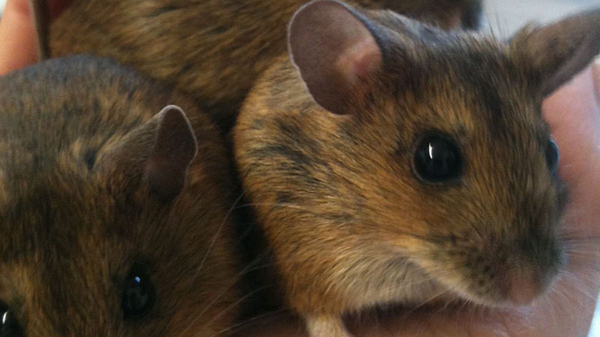 BBC World Service - Science In Action, Messages in mouse urine