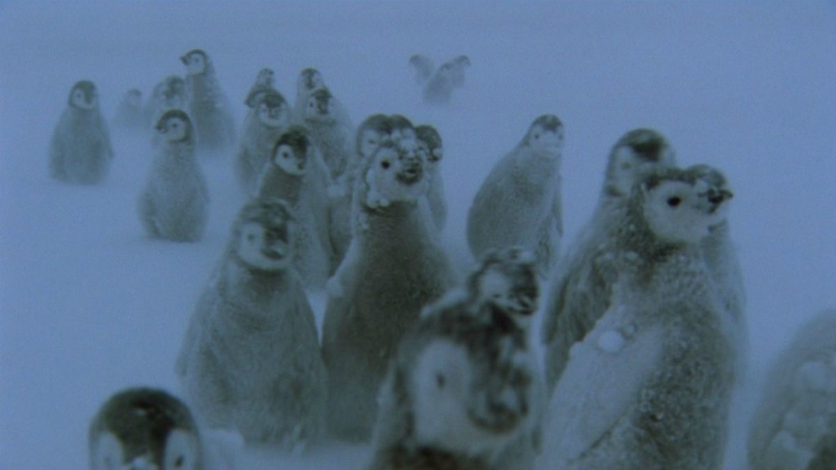 BBC One - Snow Babies, Lost in a blizzard