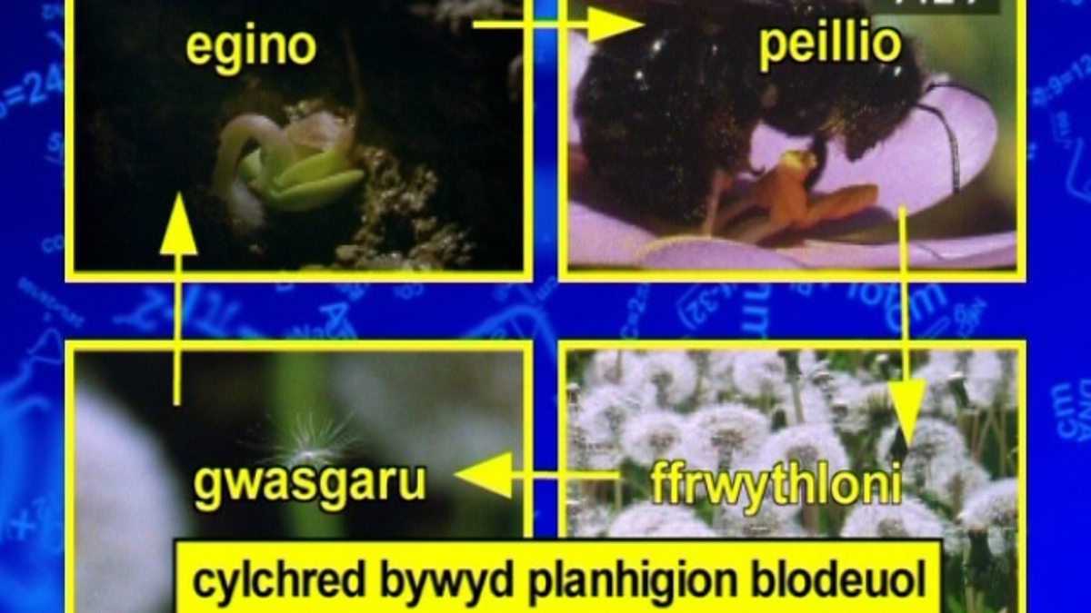 BBC Cymru - BBC Cymru, Clipiau Dysgu, Dysgu, Cylchred Bywyd Planhigyn