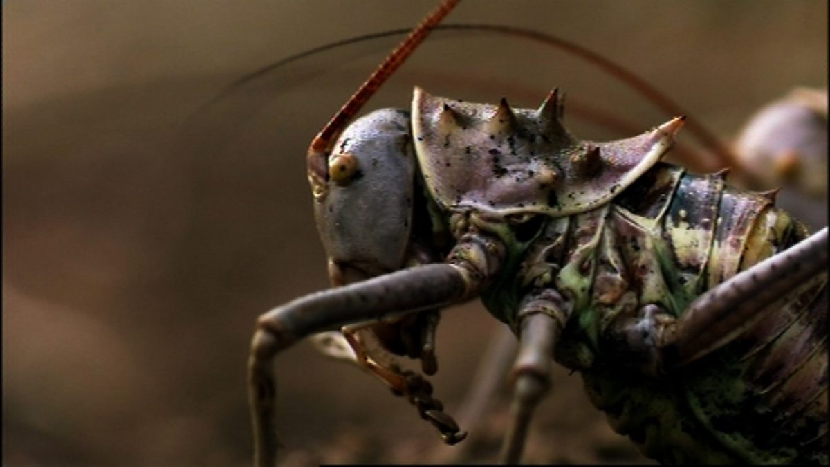 BBC One - Africa, Kalahari, Carnivorous crickets