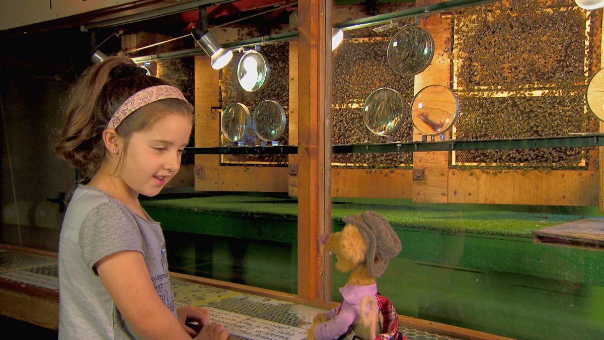 BBC Two - William Whiskerson, Bee Farm, William Whiskerson – how honey ...