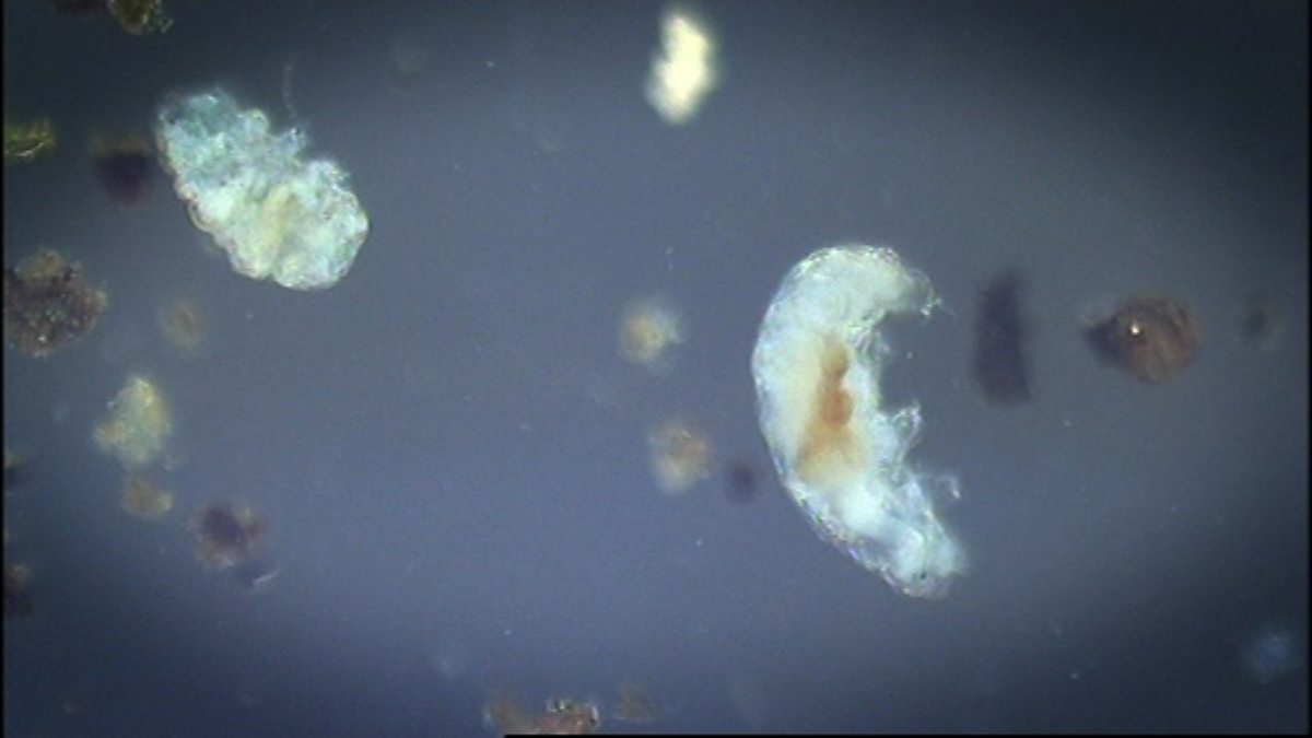 BBC One - Miniature Britain, Wonderful water bears
