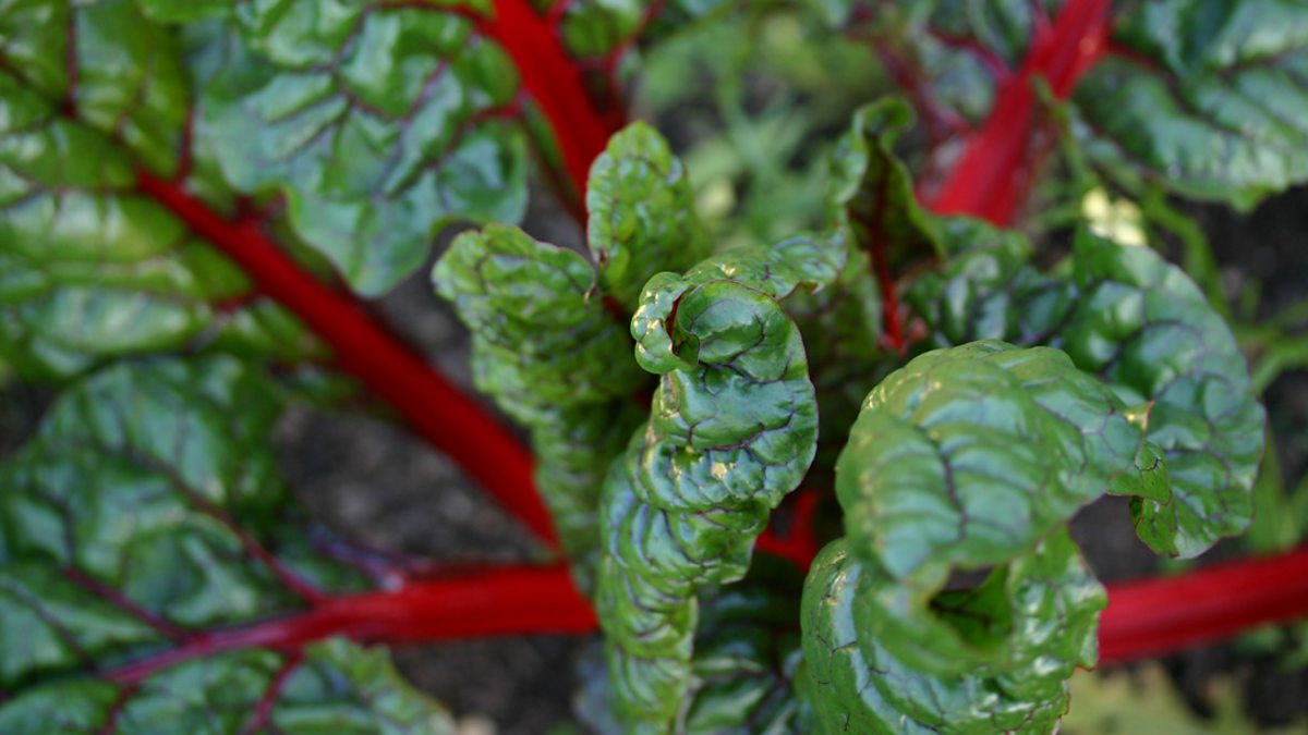 BBC Radio nan Gàidheal - Feasgar, 08/01/2013, A’ cuir mheasan agus ...