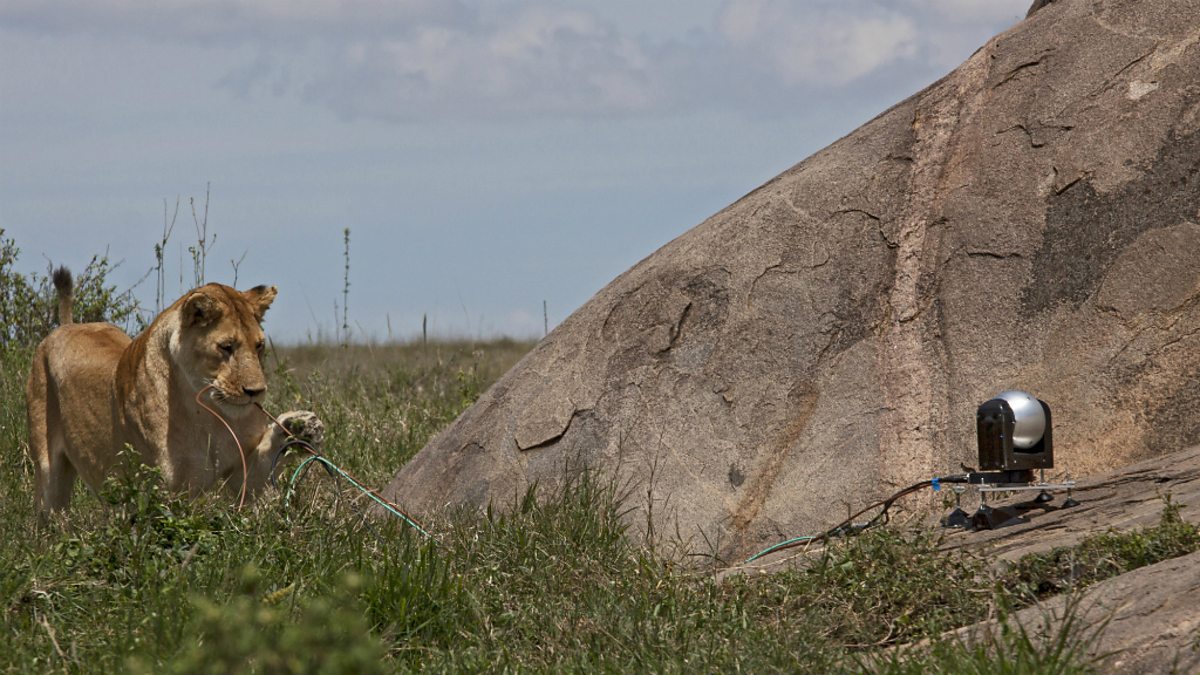 BBC One - Young lion - Africa, Savannah - In pictures: Savannah