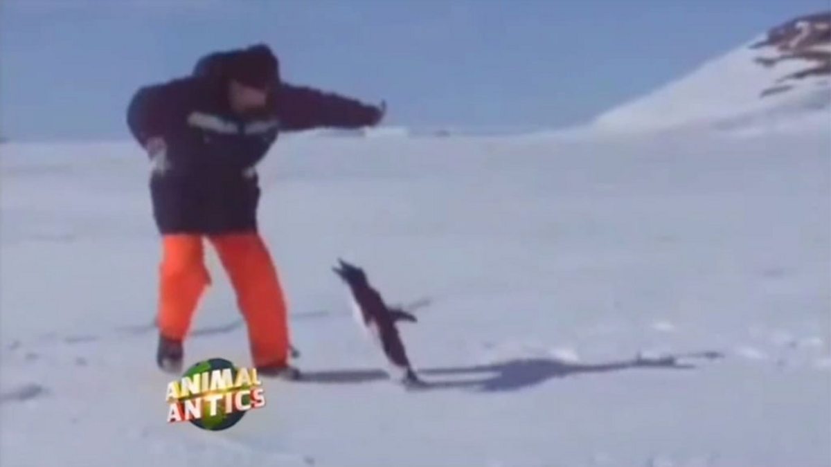 BBC One - Animal Antics, Episode 2, Angry penguin attacks council worker