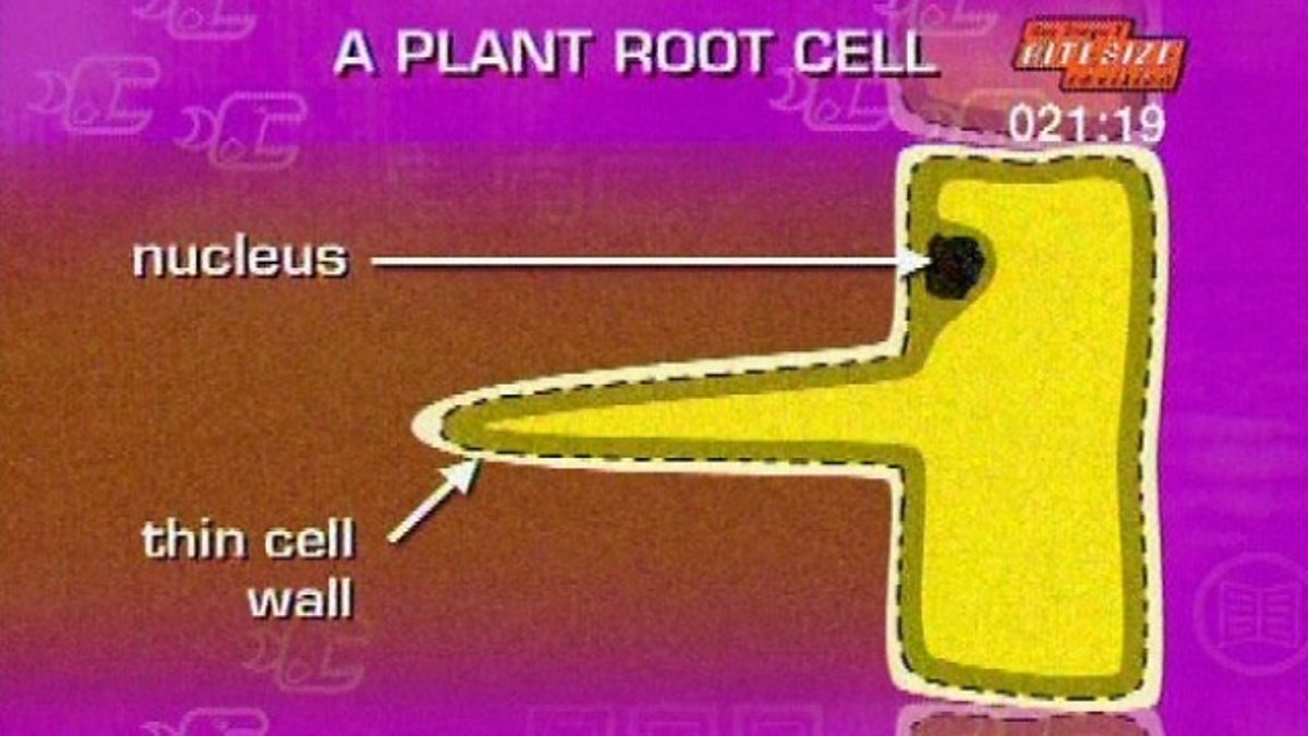 BBC Two - Key Stage Three Bitesize Revision, 28/03/2001, The root hair cell