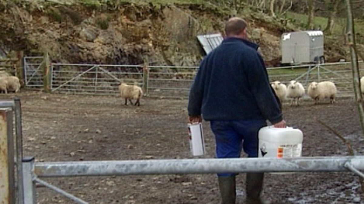 BBC Two - Mountain, Fields of Vision, Environmental problems with sheep ...