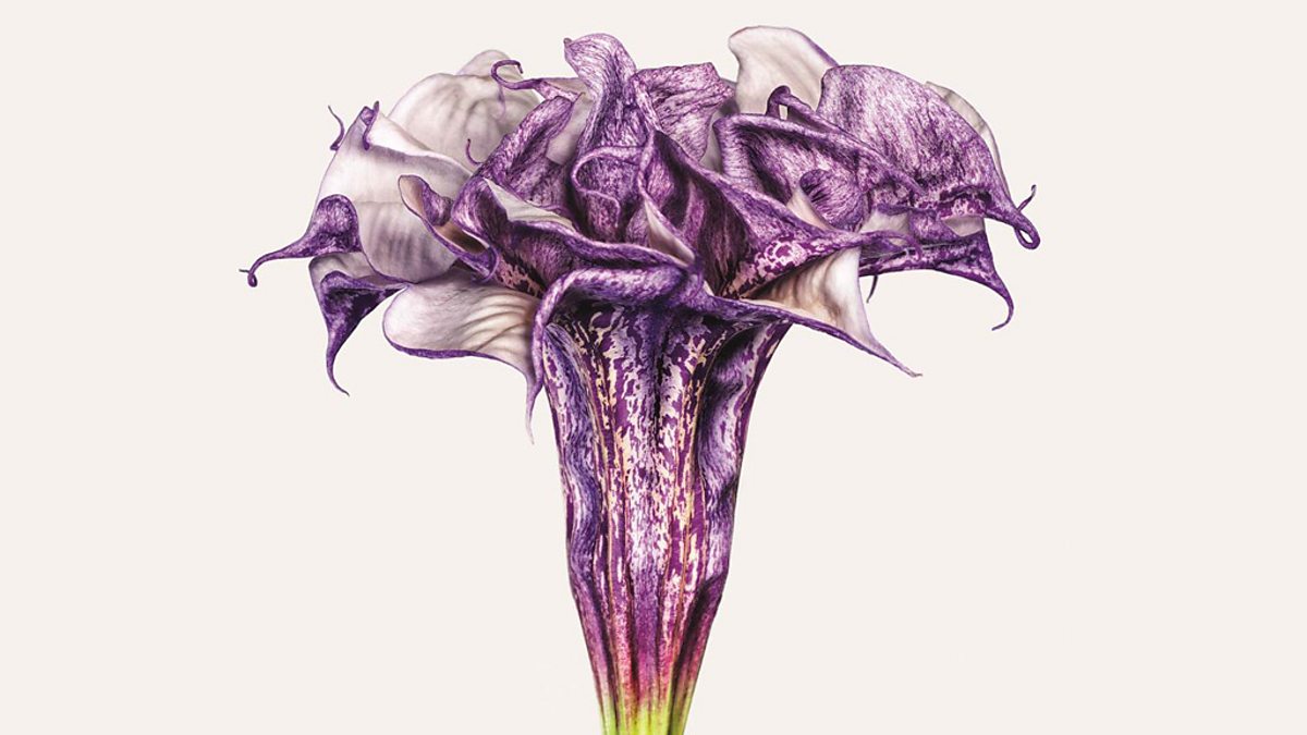 BBC World Service - The Forum, Plant and flower shapes