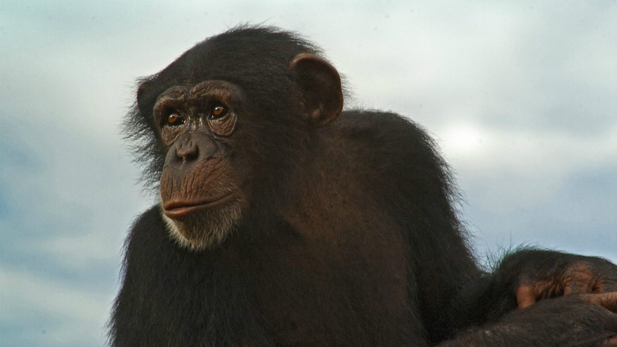 BBC One - Africa, Congo, In pictures: Congo - Chimpanzee