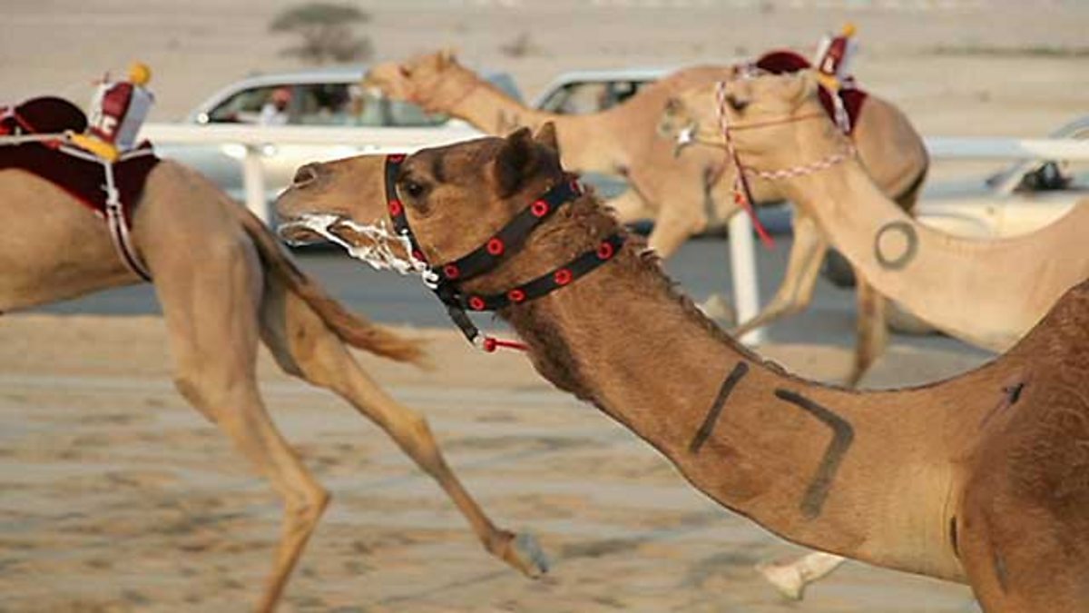 BBC News - Fast Track, The racing camels driven by robots