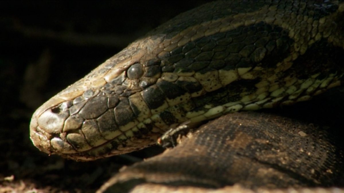 BBC One - Africa, Congo, A mother's love