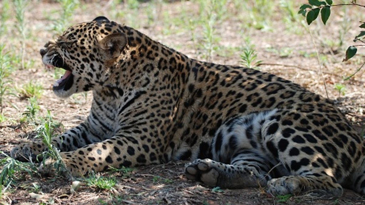 BBC Two - Natural World, 2012-2013, Jaguars - Born Free, Jaguars fight