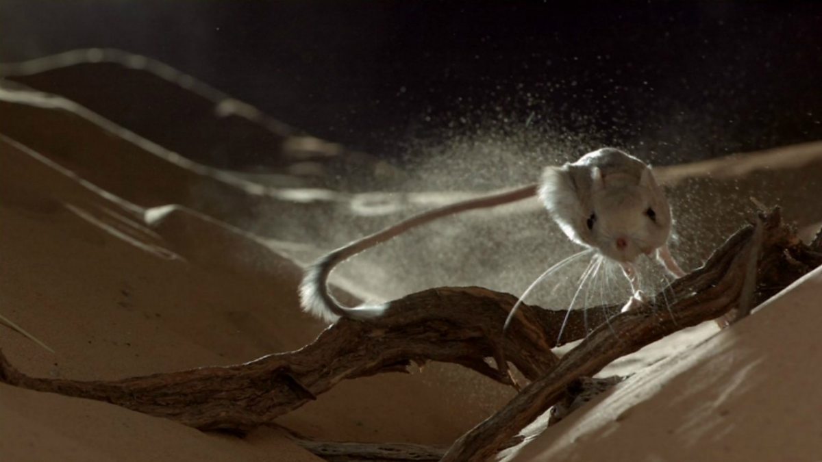 BBC Two - Wild Arabia, Sand, Wind and Stars, Jerboa’s great escape