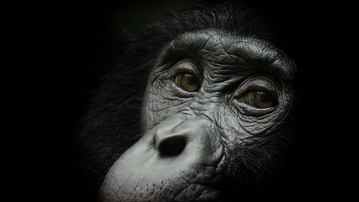 BBC Radio 4 - Saving Species, Series 3, Bonobos and Dragon Trees ...