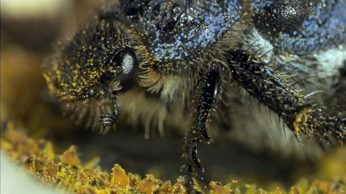 BBC One - Africa, Cape, Monkey beetle