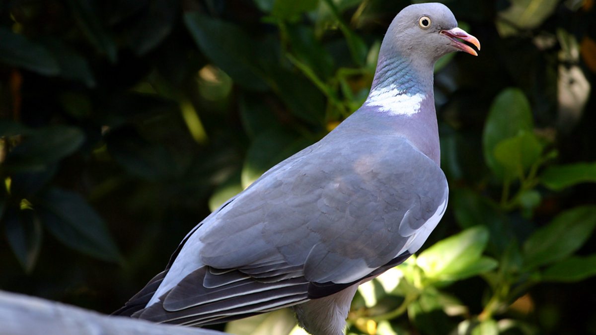 BBC Radio Scotland - Made in Scotland: The Pigeon Men of Burdiehouse