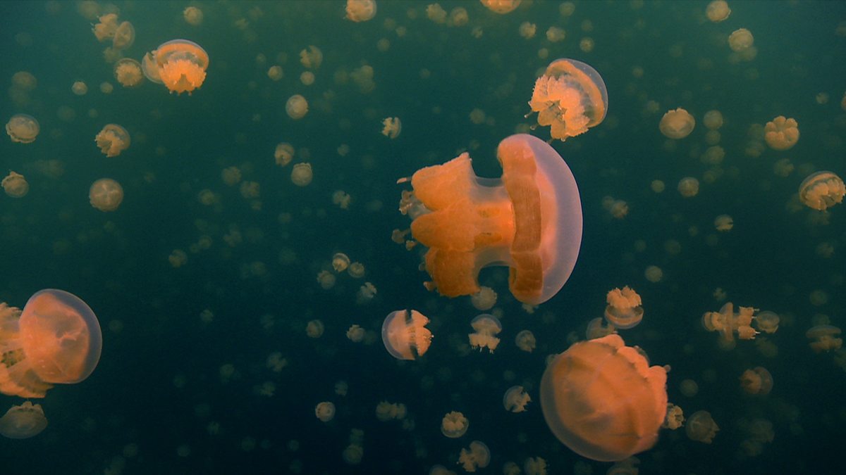 BBC Two - Wonders of Life, Original Series, What Is Life?, What makes ...