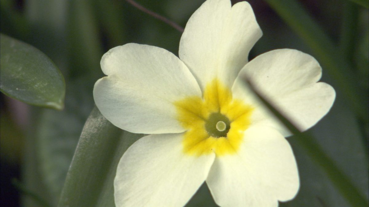 BBC Two - Life in a Cottage Garden with Carol Klein, Series 1 ...