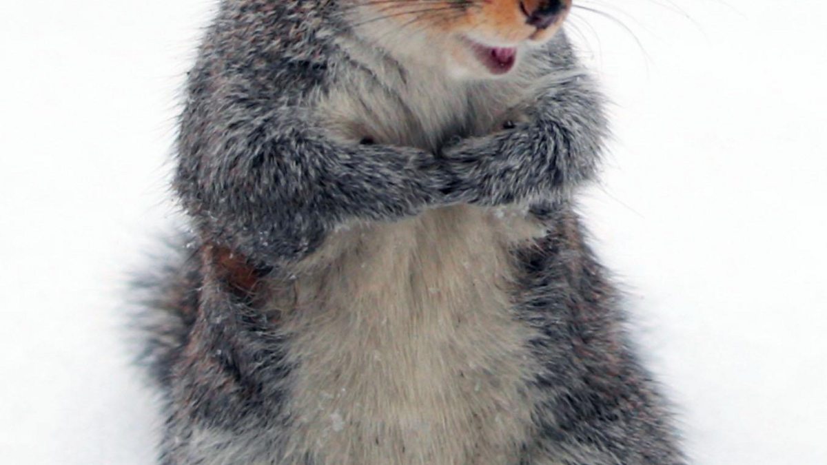 BBC Radio Derby - Phil Trow's Breakfast Show, 29/01/2013, House-trained ...