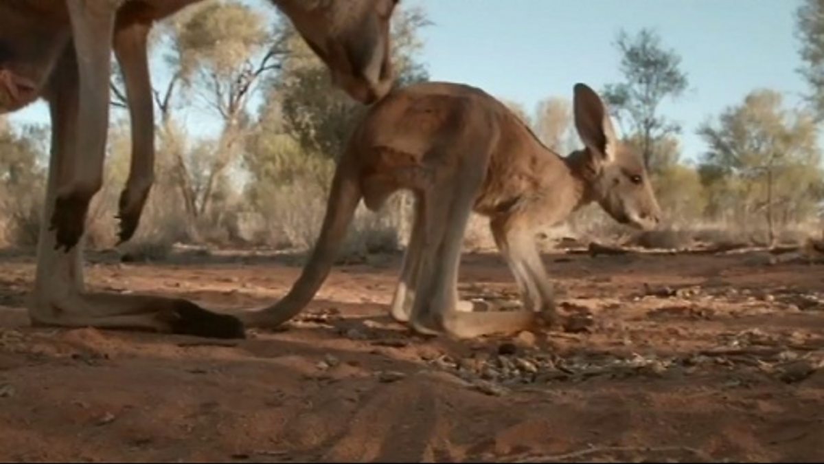BBC Two - Natural World, 2012-2013, Kangaroo Dundee and Other Animals ...